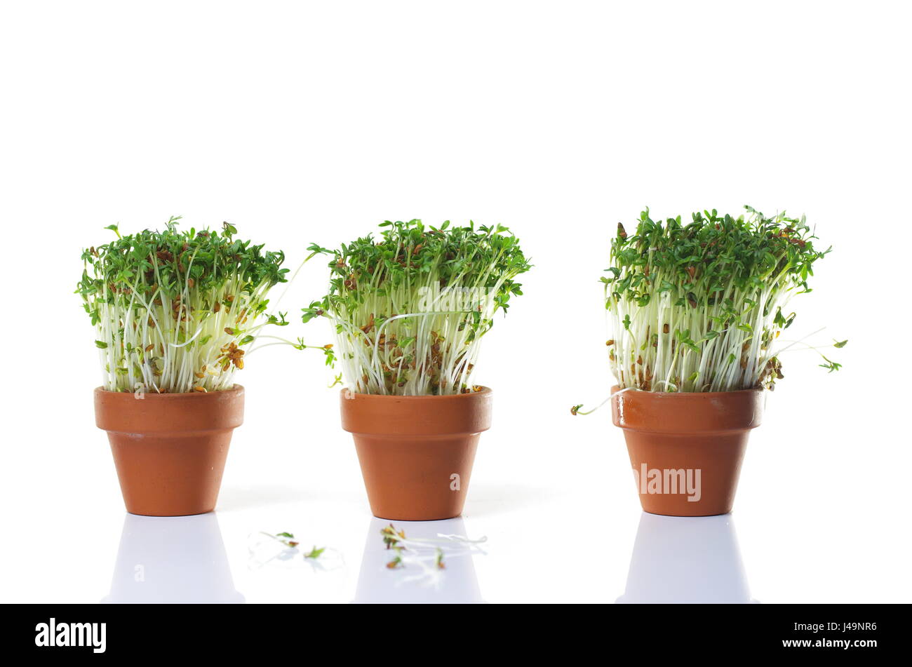 growing cress in clay pot on white background Stock Photo - Alamy