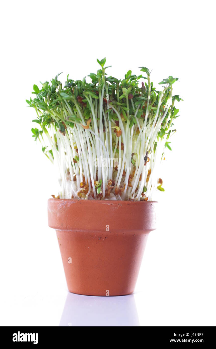 growing cress in clay pot on white background Stock Photo - Alamy