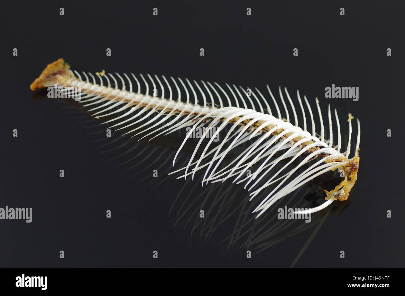 Fish backbone hi-res stock photography and images - Alamy