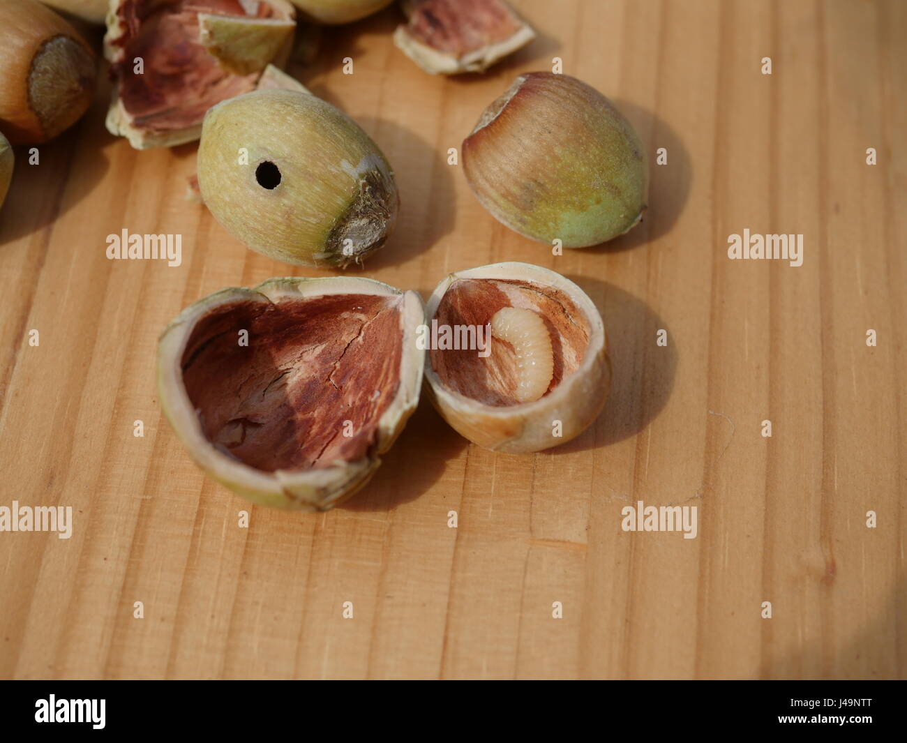 larva curculio nucum in hazelnut Stock Photo - Alamy