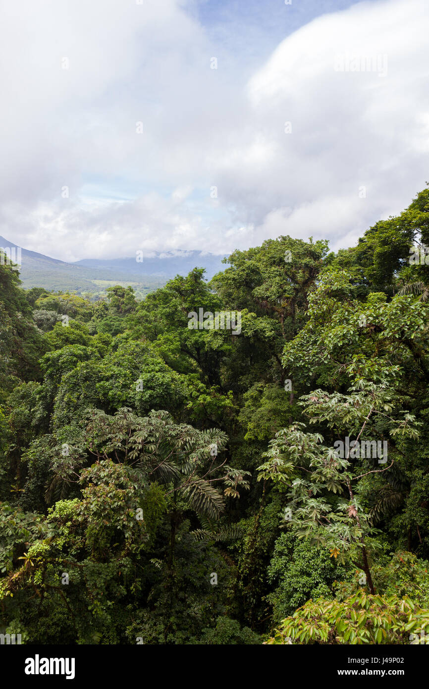 Lush rainforest canopy view Stock Photo - Alamy