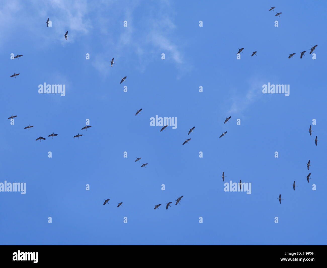 flying away the birds' key on background of sky Stock Photo - Alamy
