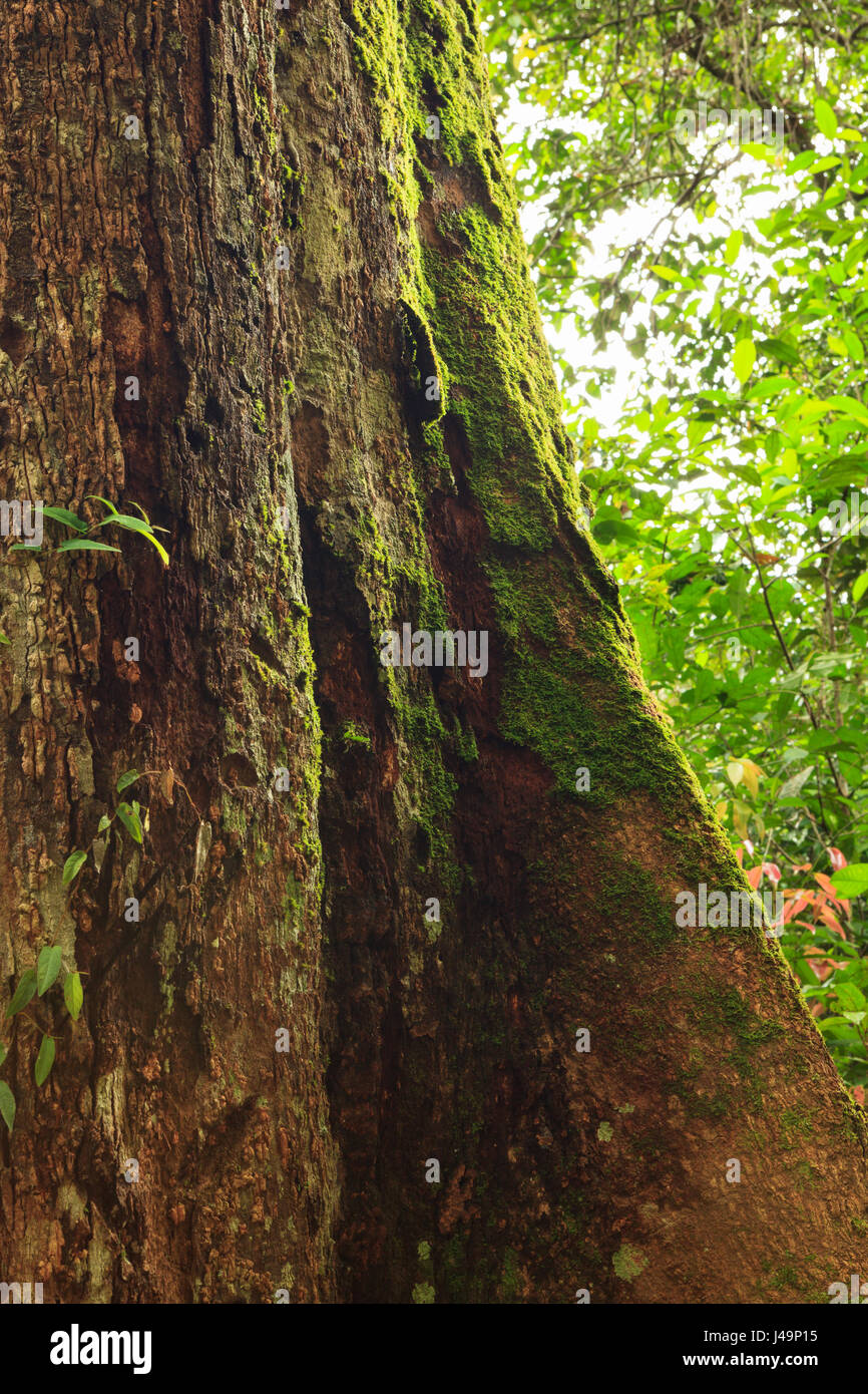 Buttress tree roots in rainforest Stock Photo - Alamy
