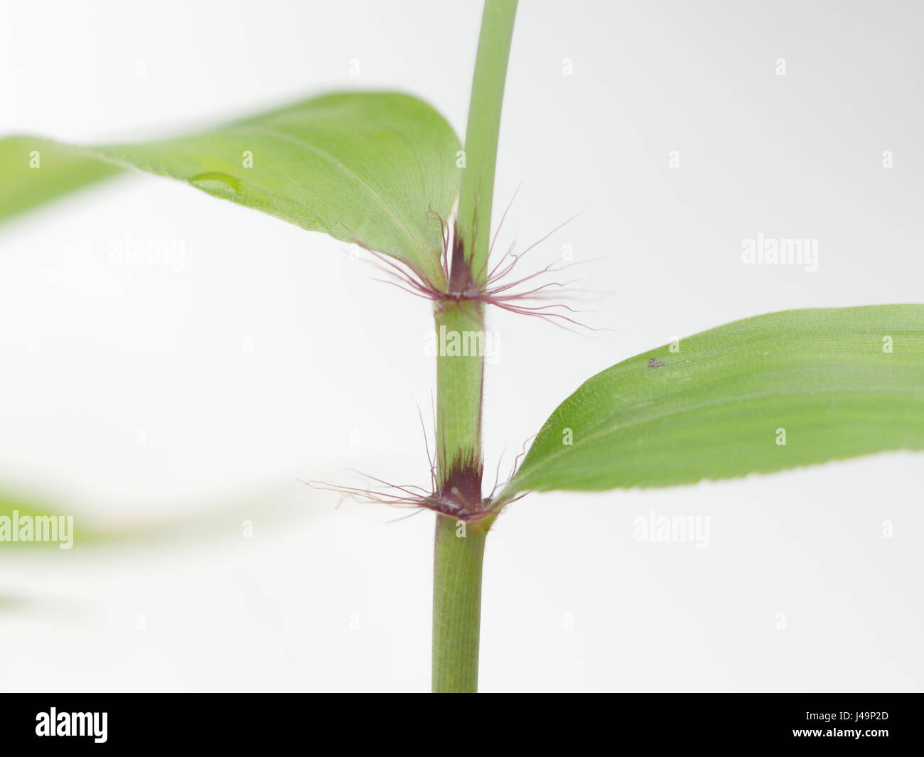 little plant bamboo on white background Stock Photo - Alamy