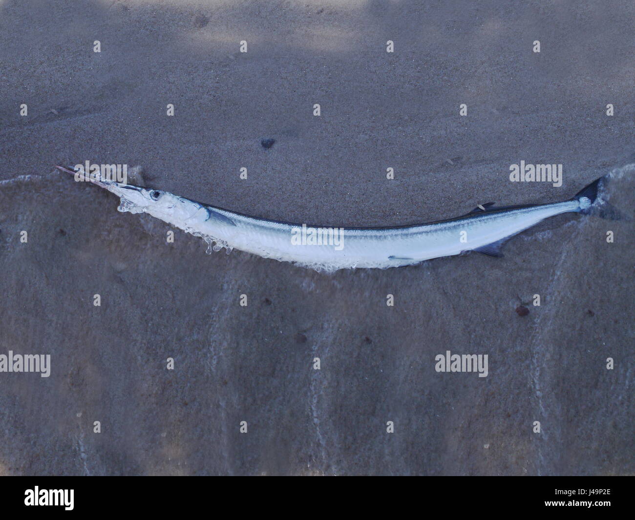 long garfish on sand background Stock Photo - Alamy