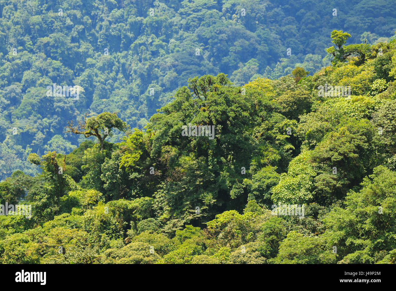 Aerial view dense tree canopy hi-res stock photography and images - Alamy