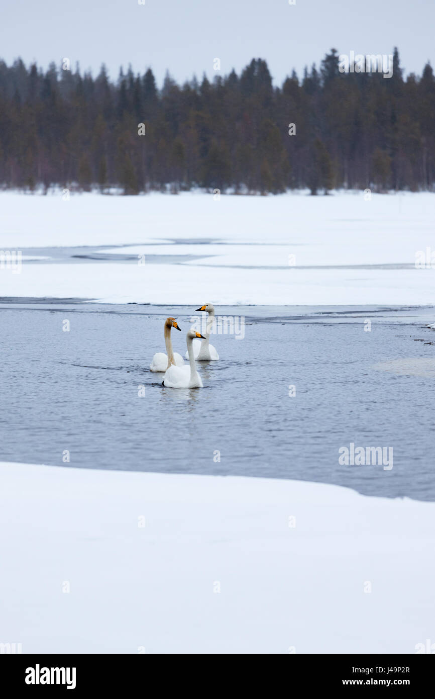 Swans on partially frozen lake Stock Photo - Alamy