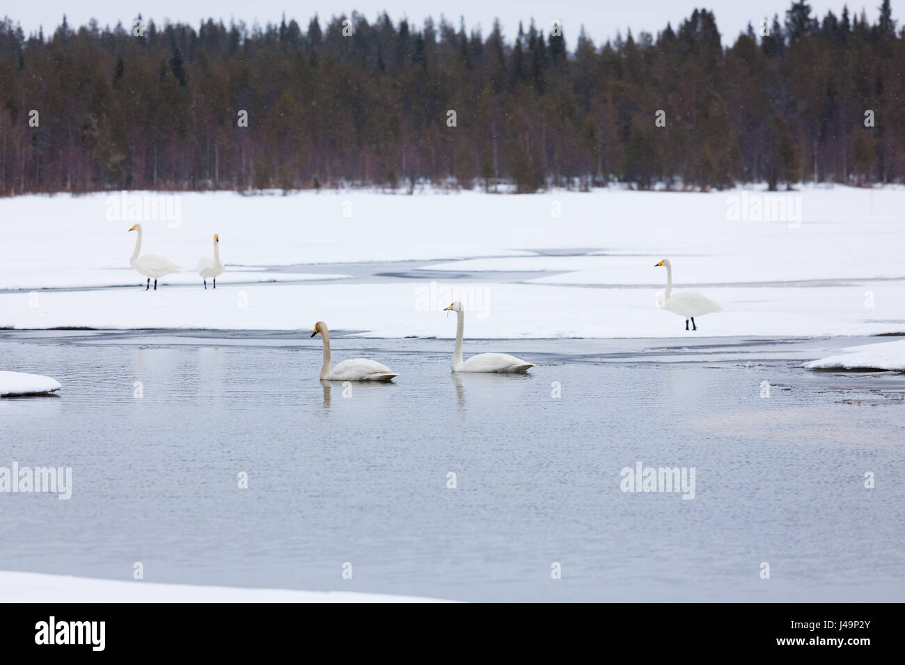 Swans on partially frozen lake Stock Photo - Alamy