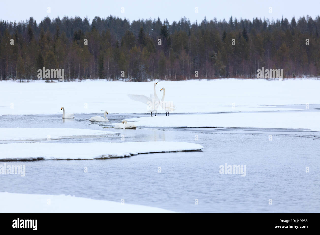 Swans on partially frozen lake Stock Photo - Alamy