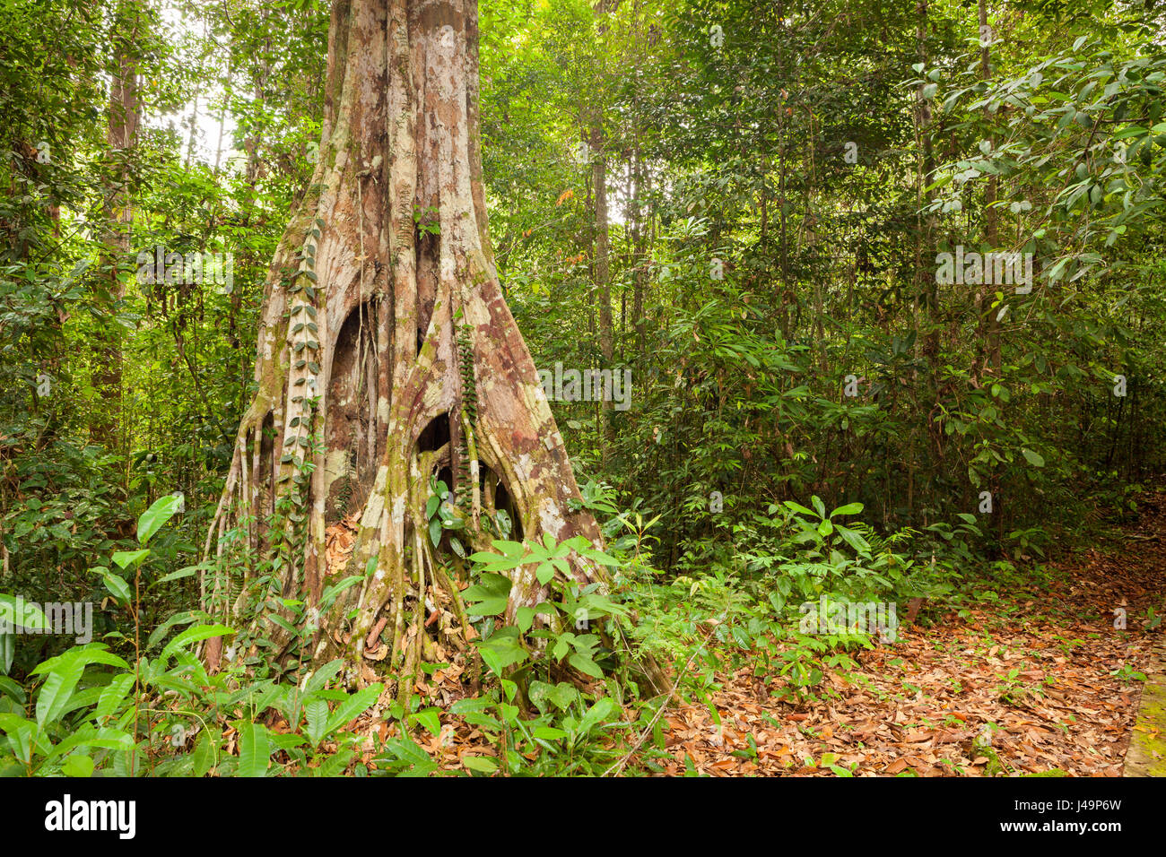 Buttress tree roots in rainforest Stock Photo - Alamy