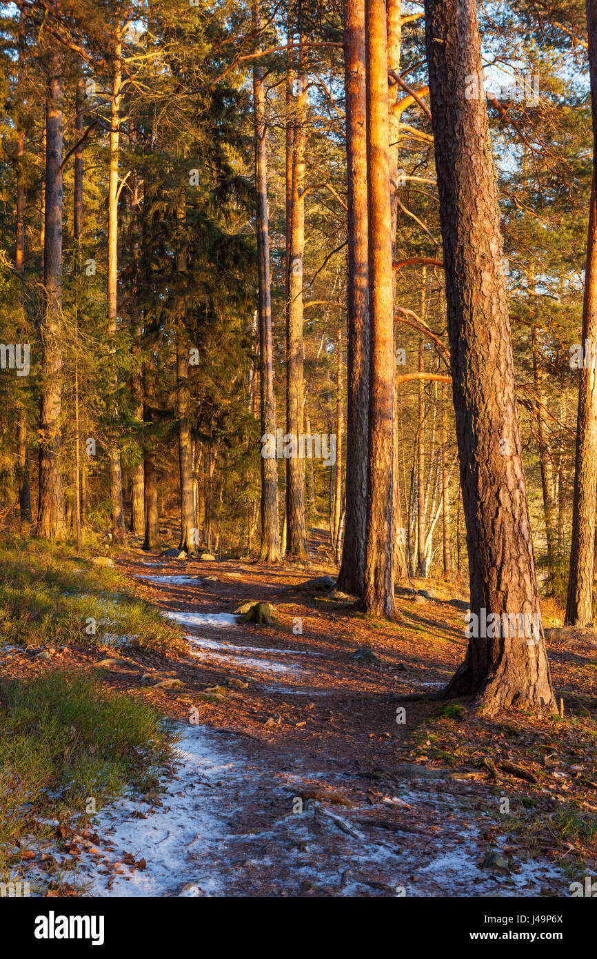 Warm sunlight in forest Stock Photo - Alamy
