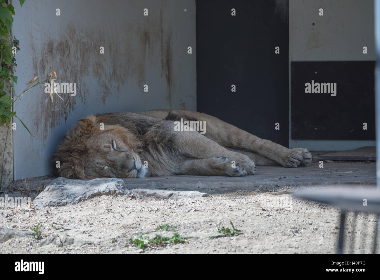 Asiatic Lion from the Wilhelma Zoo in Stuttgart Germany Stock Photo - Alamy