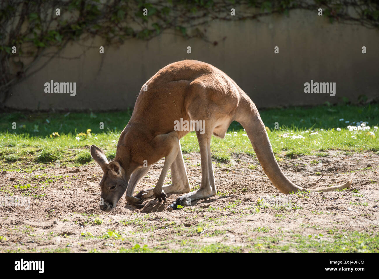 Red Kangaroo from the Wilhelma Zoo in Stuttgart Germany Stock Photo - Alamy