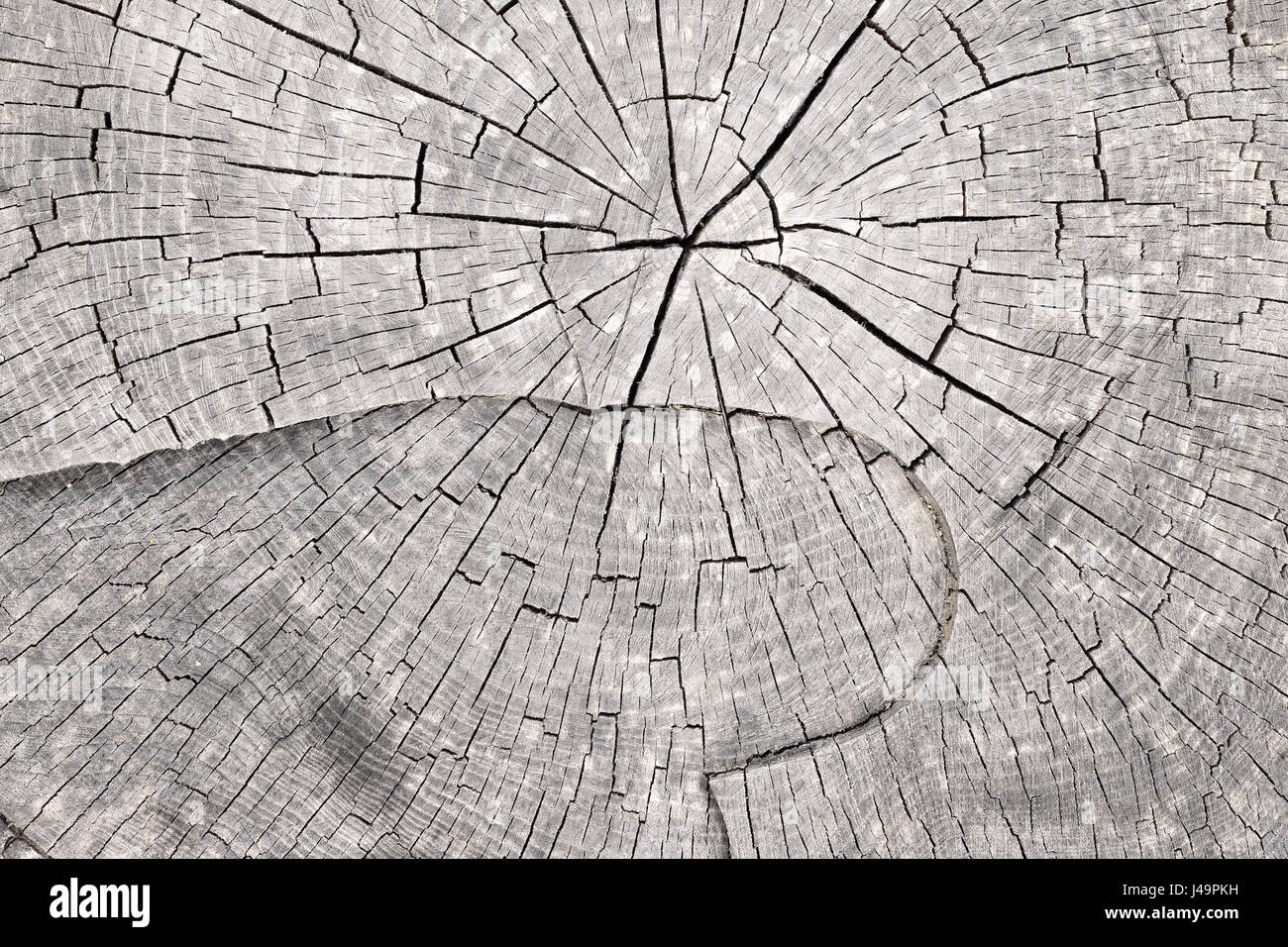Wood texture of cut tree trunk hi-res stock photography and images - Alamy