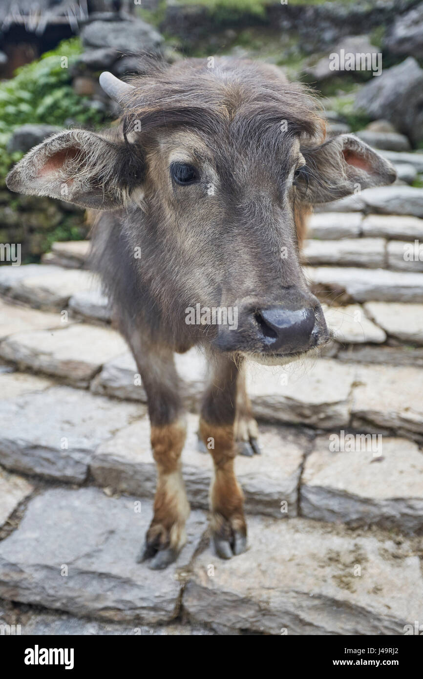Himalaya Buffalo in the foothills of the Himalayan mountains Stock ...