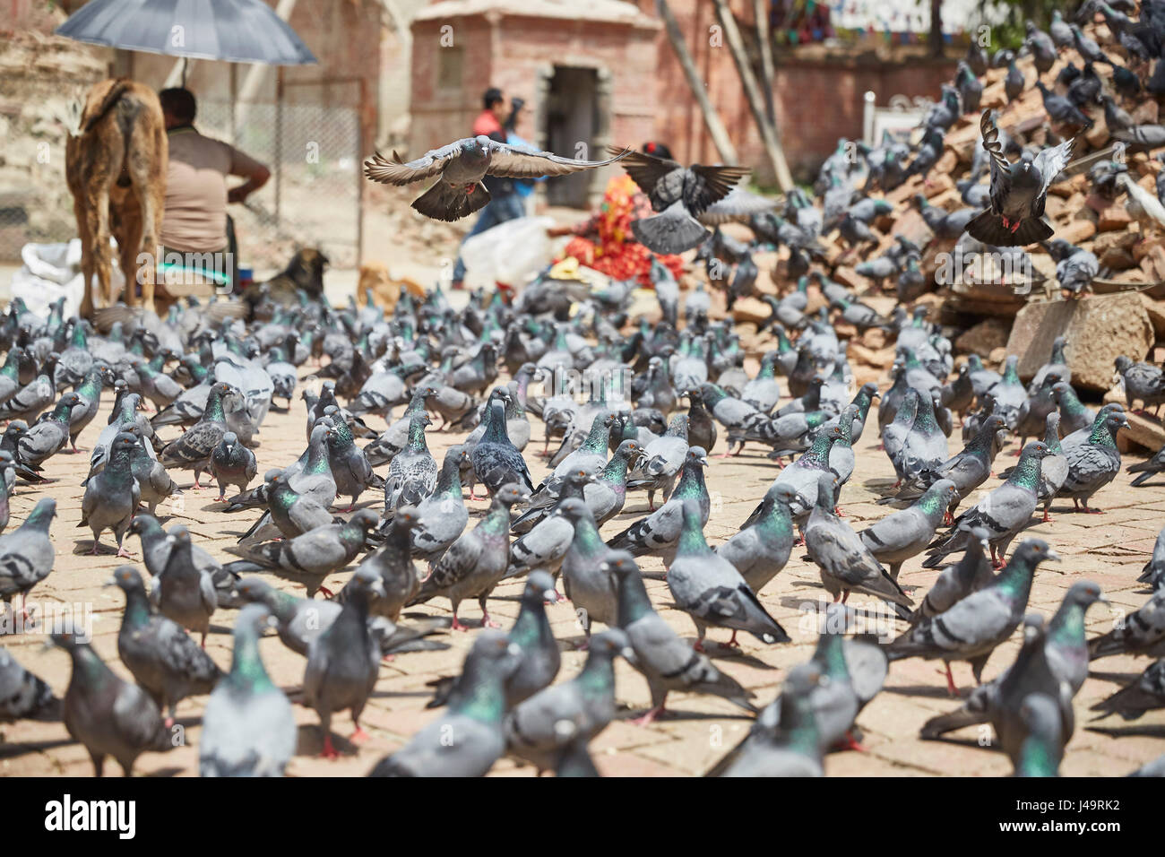 Young child runs through Pigeons, Durbar Square, Kathmandu, Nepal Stock ...