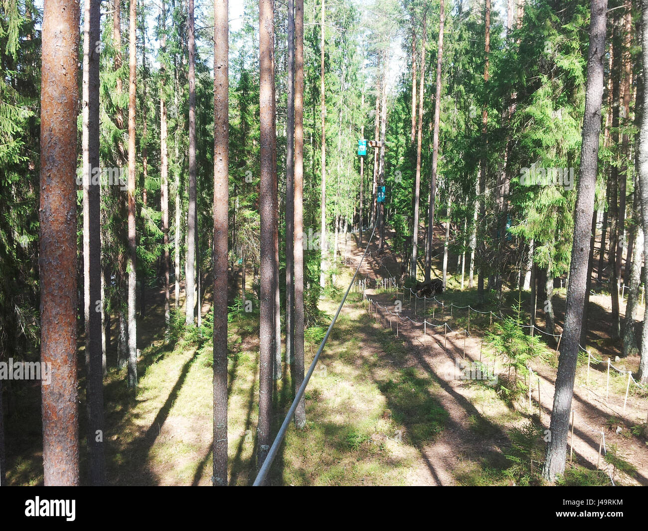 Rope park in a pine forest. Rope track for passage at height Stock ...