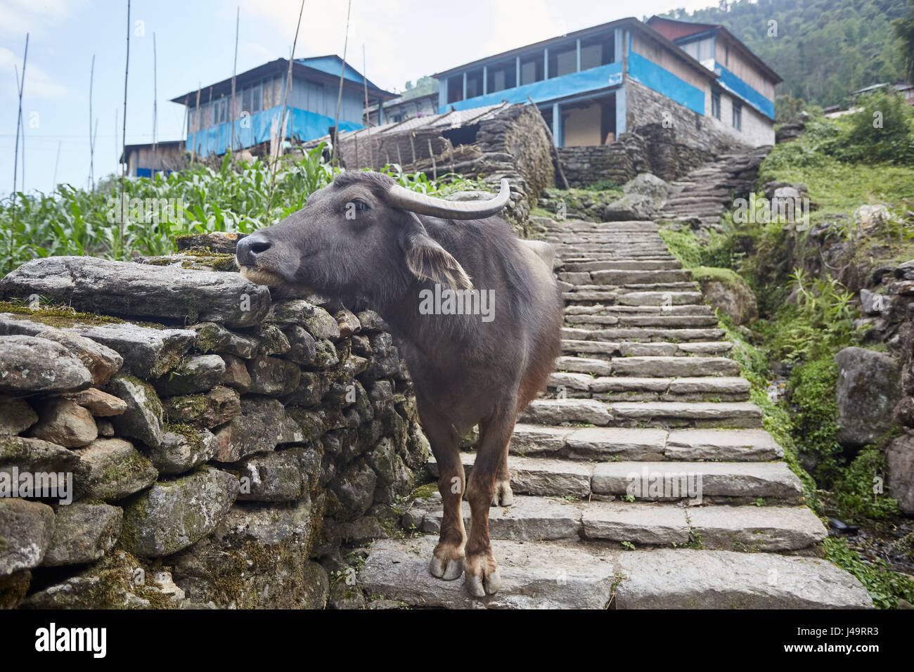Himalaya Buffalo in the foothills of the Himalayan mountains Stock ...