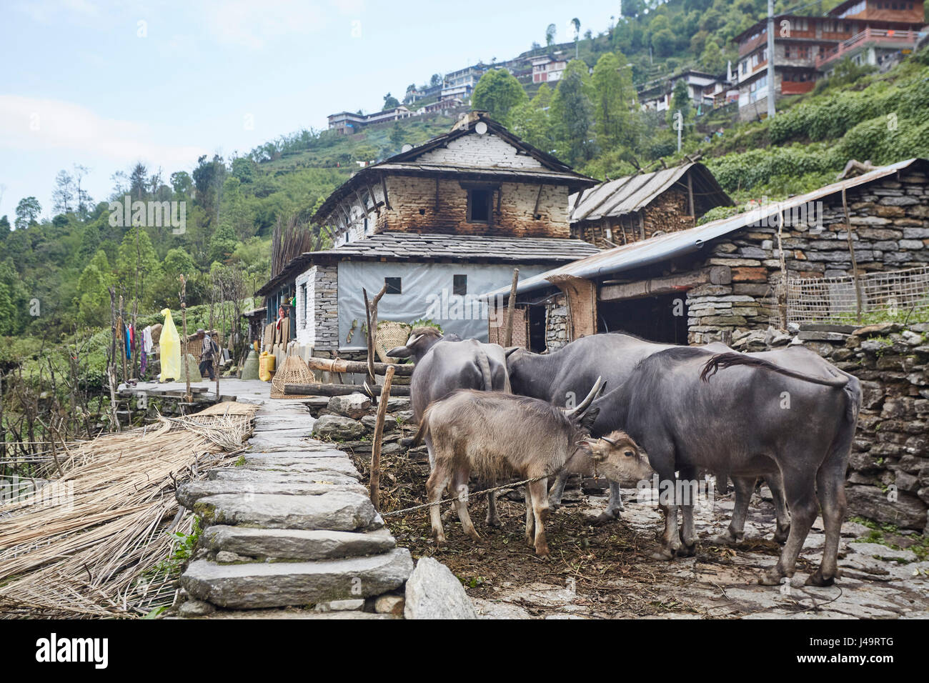 Himalaya Buffalo in the foothills of the Himalayan mountains Stock ...