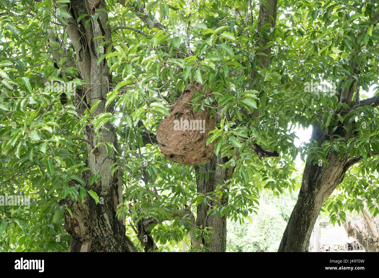 wasp nest in the tree Stock Photo - Alamy