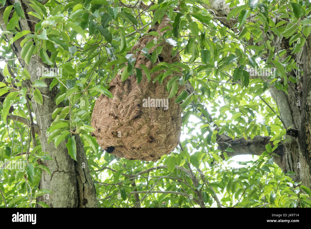 wasp nest in the tree Stock Photo - Alamy