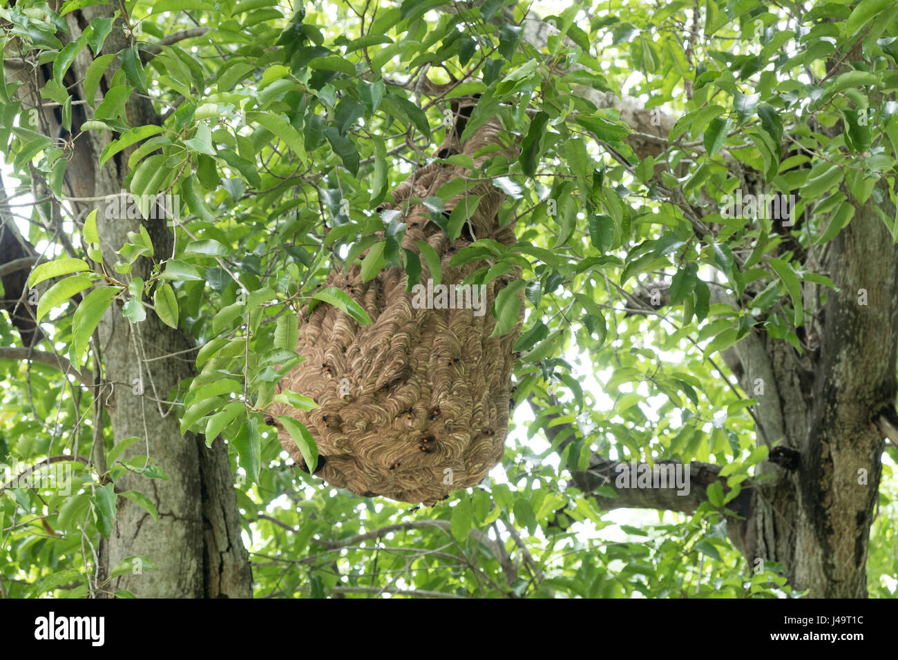 Wasp nest in tree hi-res stock photography and images - Alamy