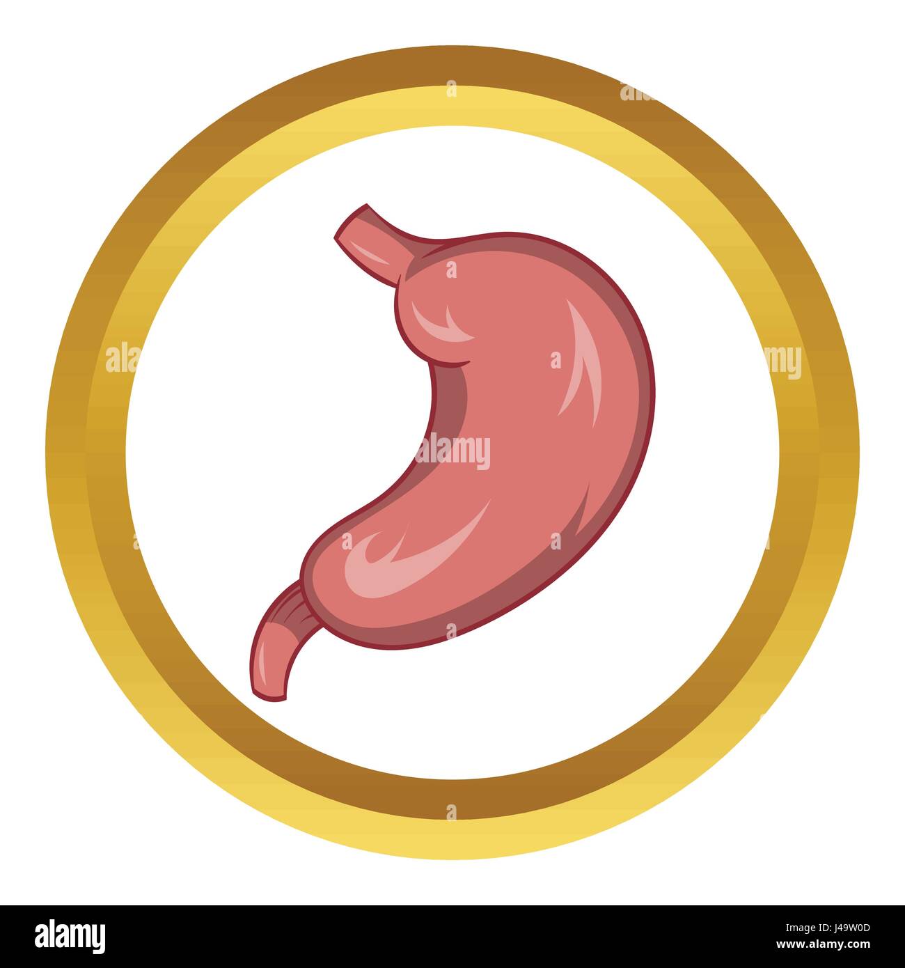 Stomach vector icon Stock Vector Image & Art - Alamy