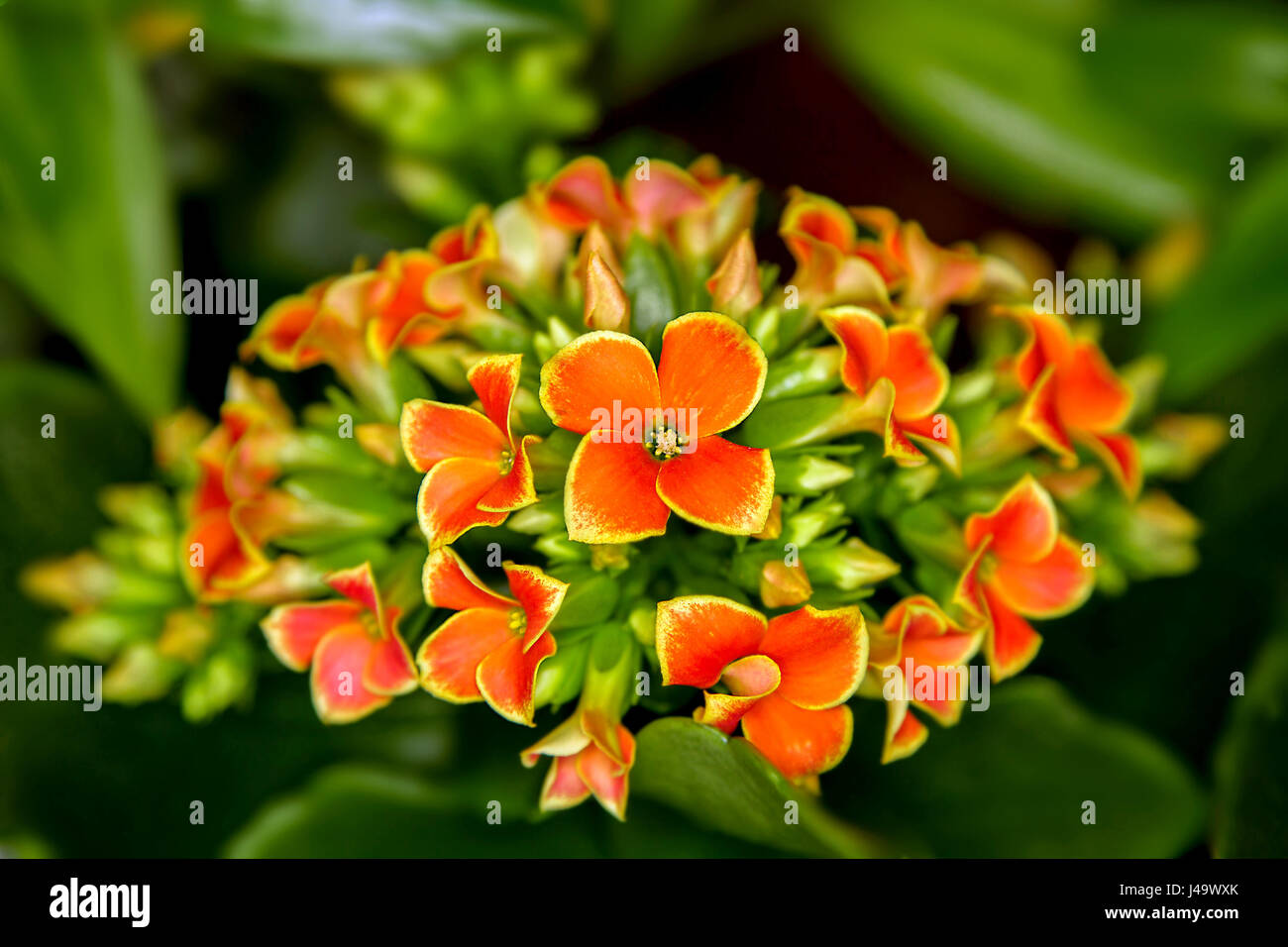 Image beautiful room flower blooms red flowers Stock Photo - Alamy