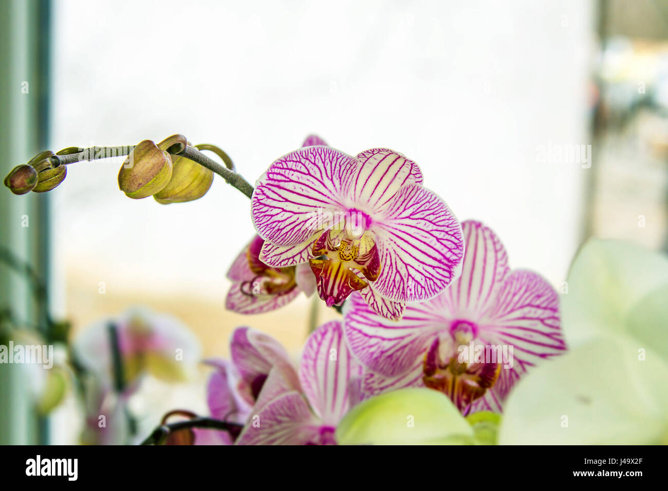 Striped orchids hi-res stock photography and images - Alamy