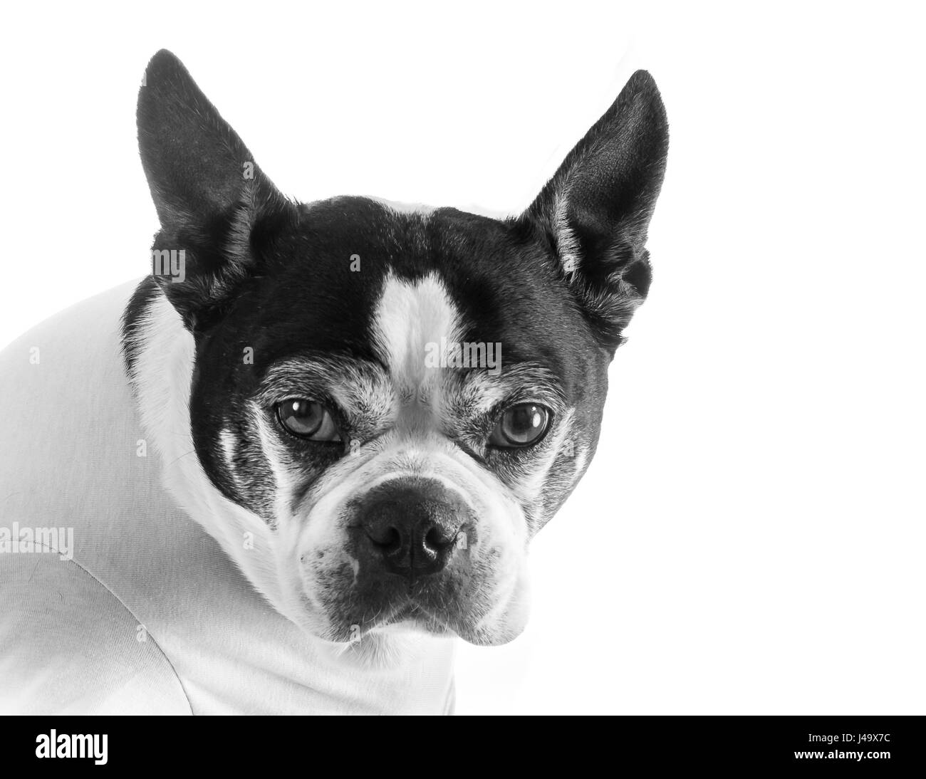 Boston terrier dog in front of white backdrop Stock Photo - Alamy