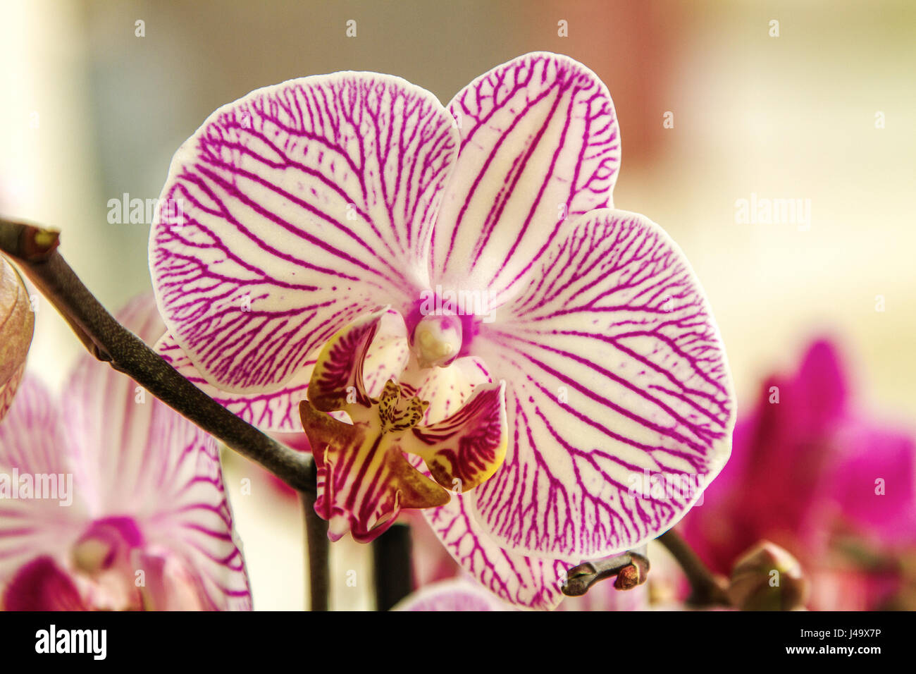 Image bud beautiful flower room striped orchid Stock Photo - Alamy