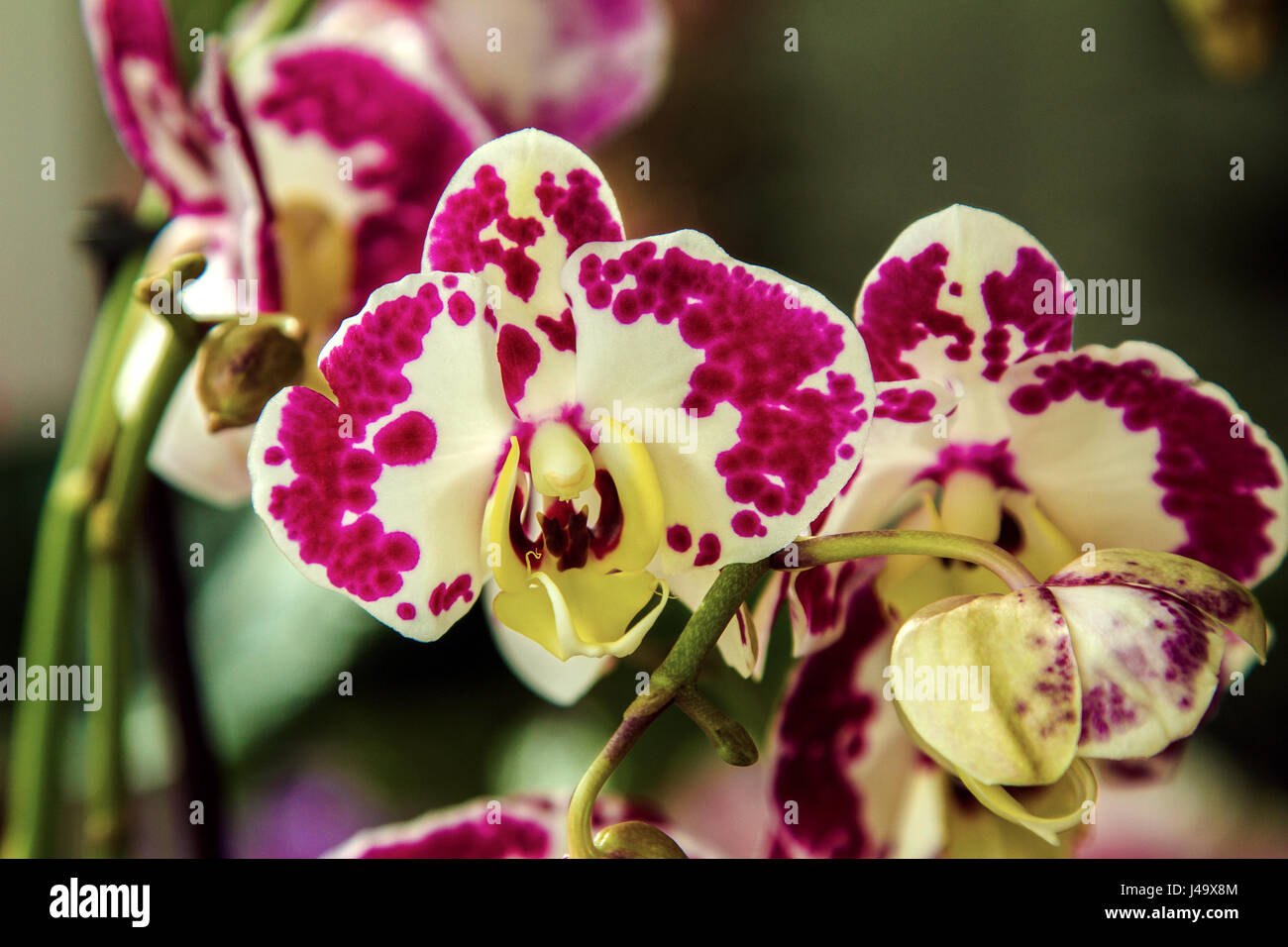 a Image beautiful house flower spotted orchid Stock Photo - Alamy