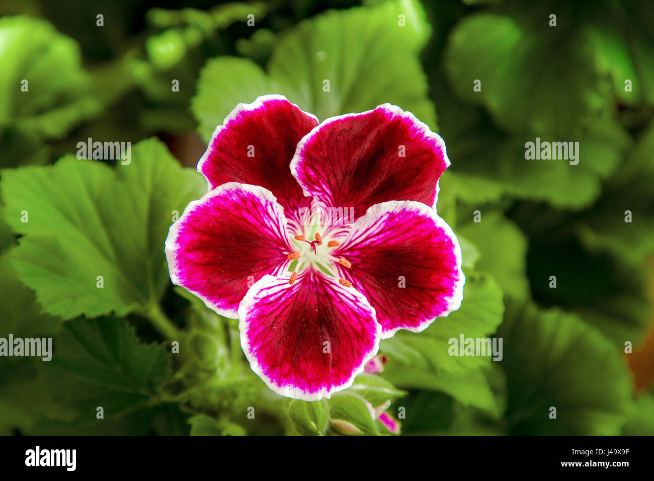 Image beautiful indoor flower blooming pelargonium in purple color ...