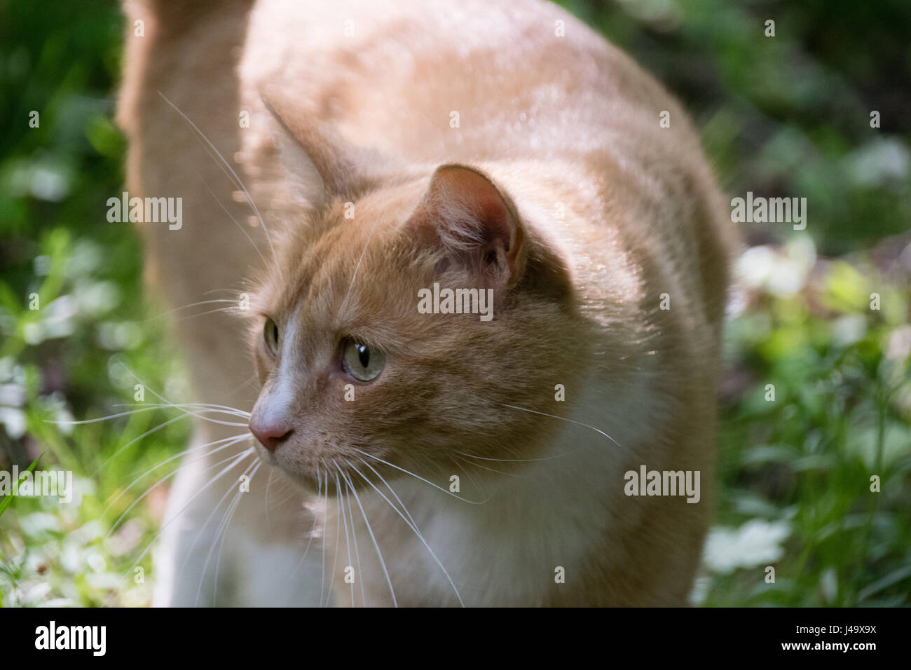 Domestic ginger cat exploring an over grown garden Stock Photo - Alamy