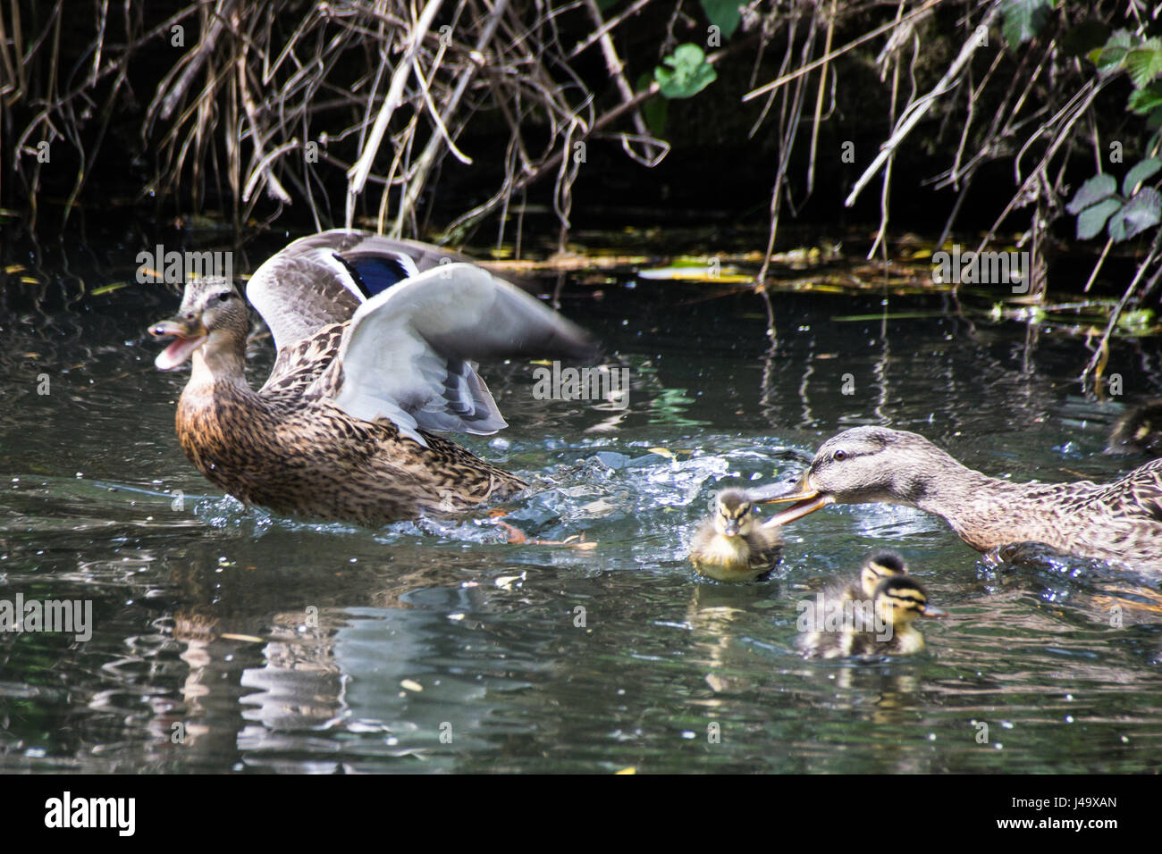 Mother mallard duck with young chicks scaring off a rival female duck ...
