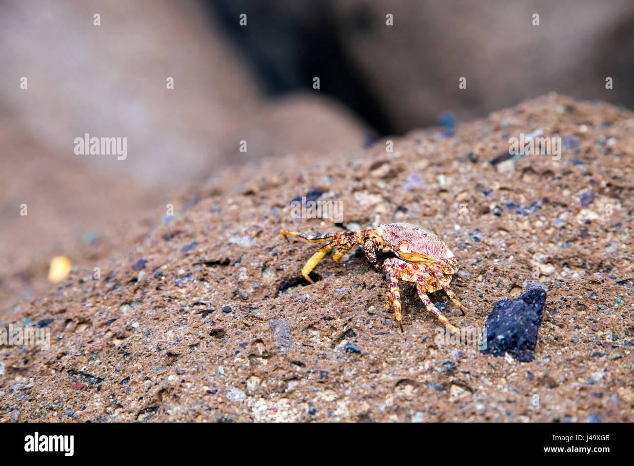Yellow Rock Crab High Resolution Stock Photography and Images - Alamy