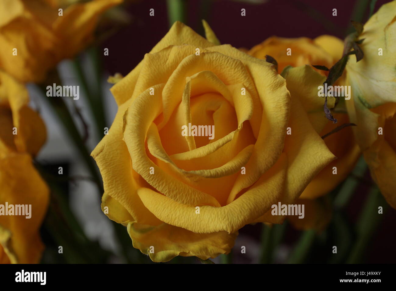 Composition "Yellow roses" with elements of macro./Composition with ...