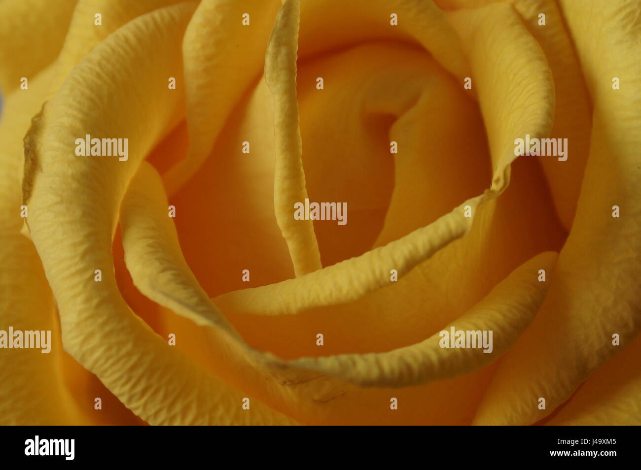 Composition "Yellow roses" with elements of macro./Composition with ...