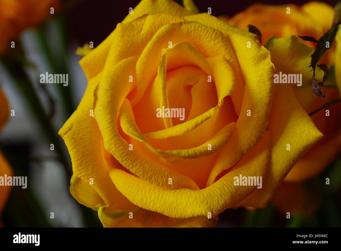Composition "Yellow roses" with elements of macro./Composition with ...