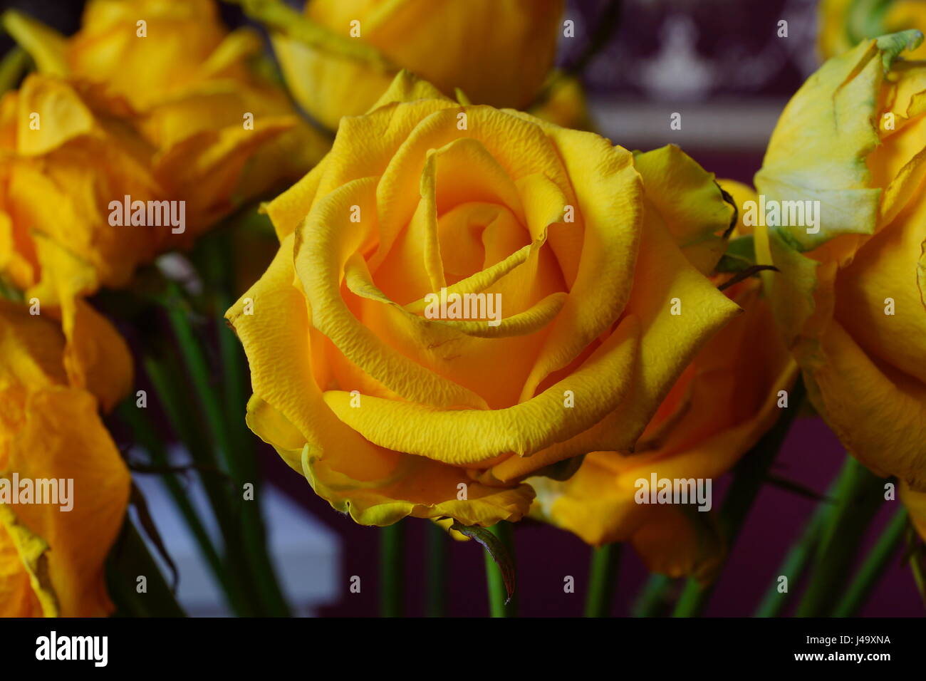 Composition "Yellow roses" with elements of macro./Composition with ...