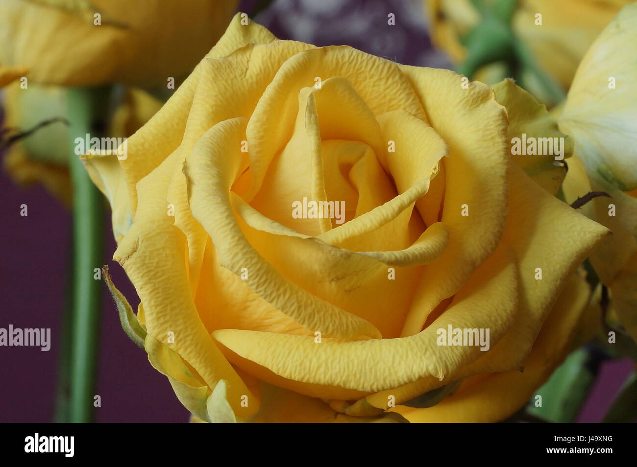 Composition "Yellow roses" with elements of macro./Composition with ...