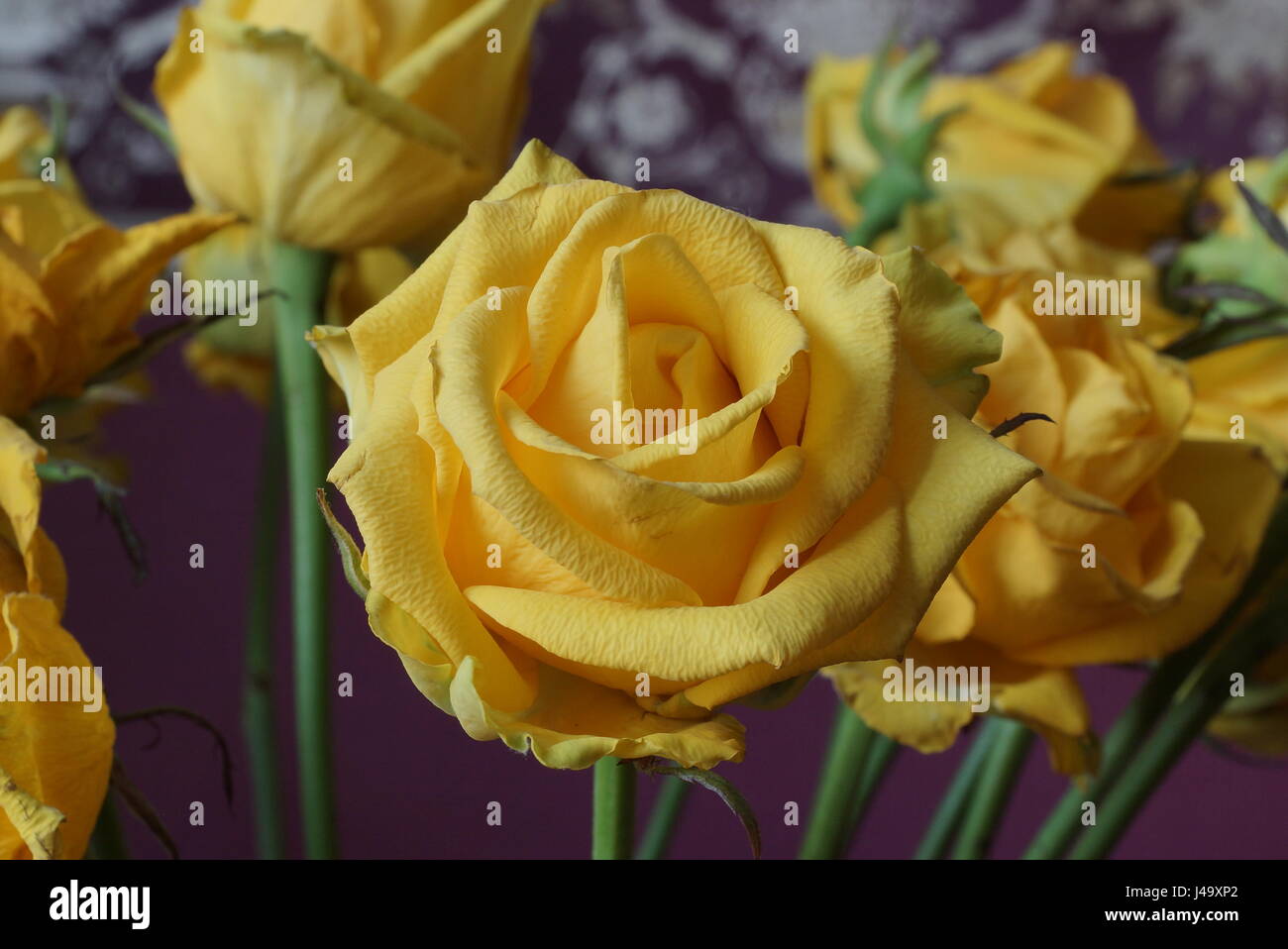Composition "Yellow roses" with elements of macro./Composition with ...
