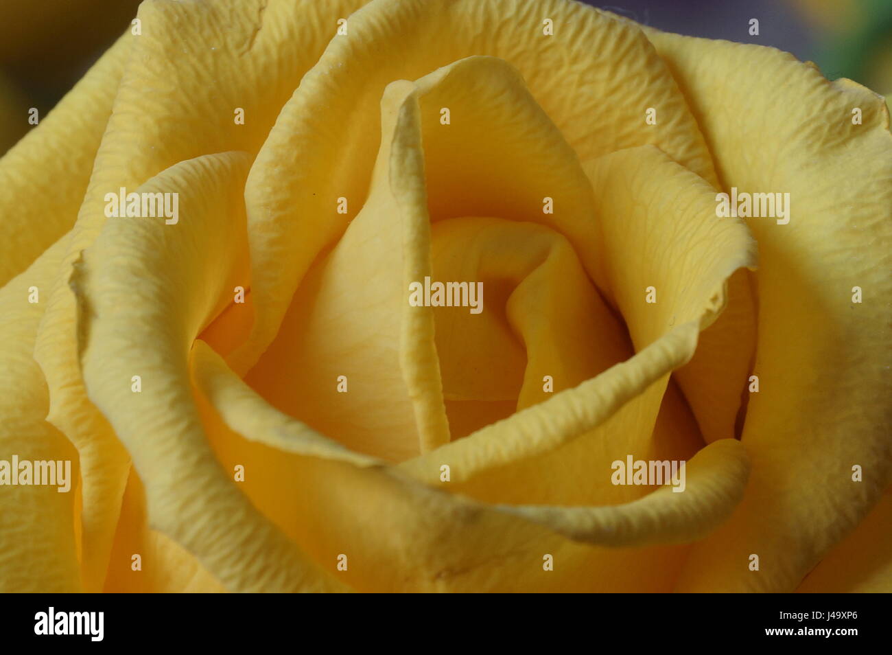 Composition "Yellow roses" with elements of macro./Composition with ...