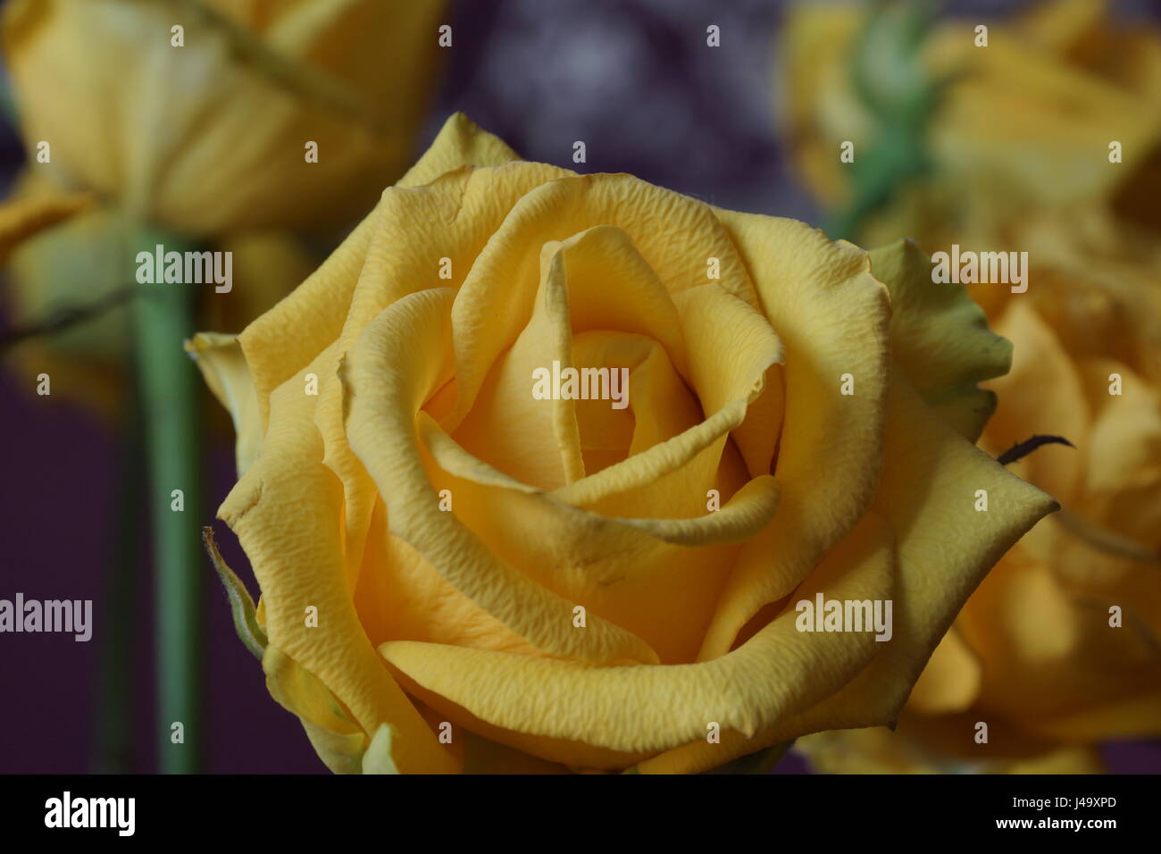 Composition "Yellow roses" with elements of macro./Composition with ...