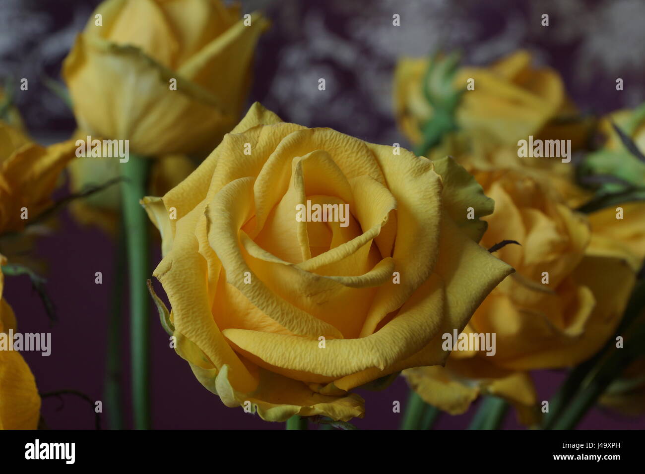 Composition "Yellow roses" with elements of macro./Composition with ...