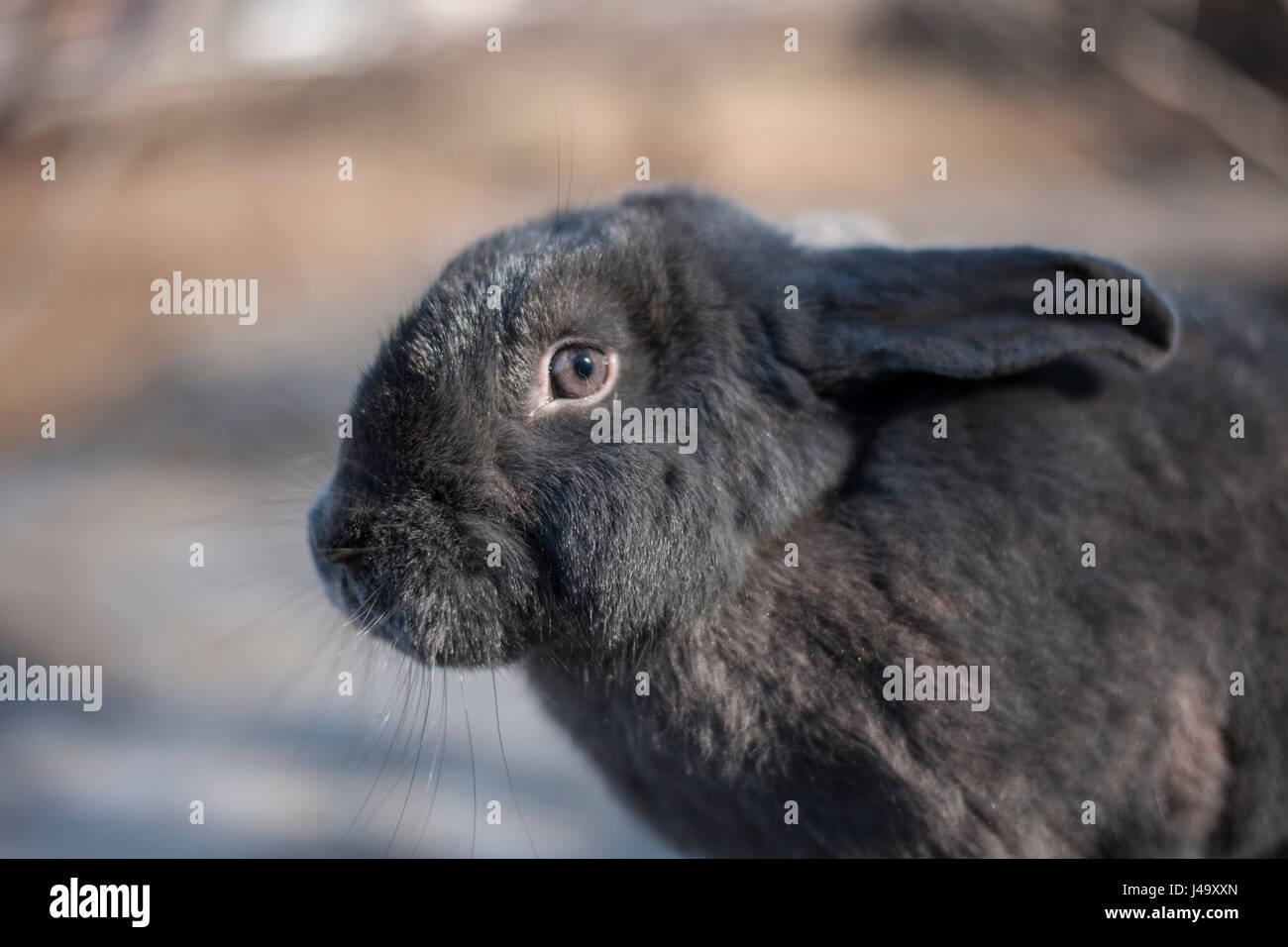 Close up beautiful fluffy bunny hi-res stock photography and images - Alamy