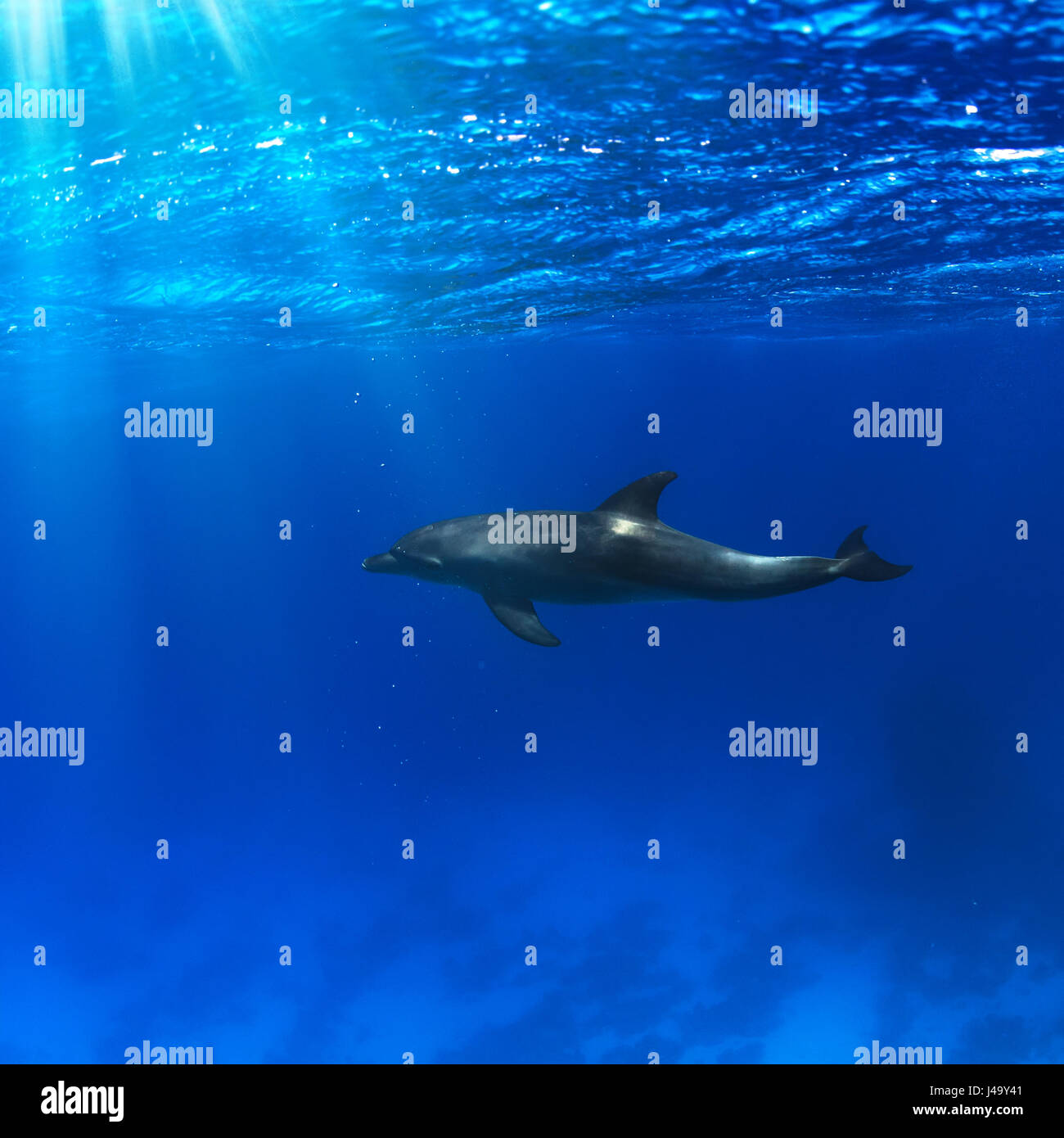tropical seascape with wild dolphin swimming underwater close the sea ...