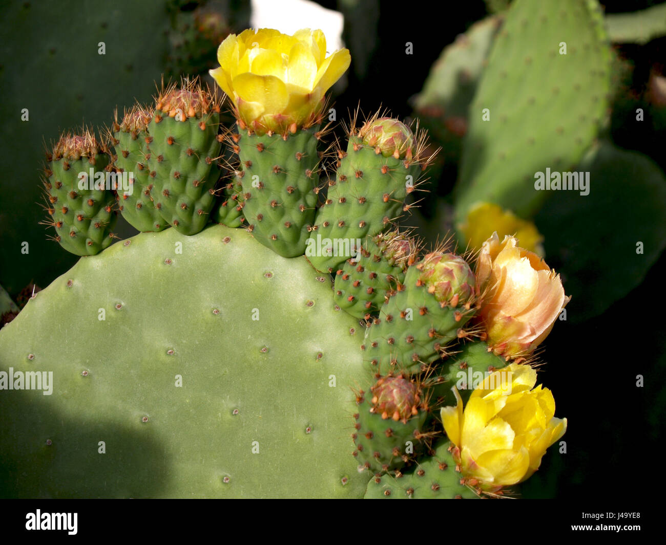 Prickly pears in a row with flowers and thorns Stock Photo - Alamy