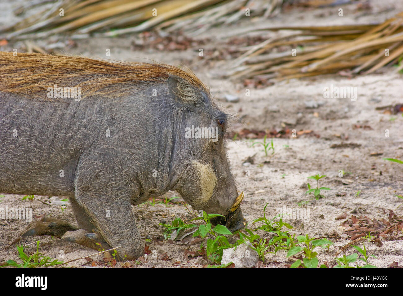 Warthog botswana safari wildlife hi-res stock photography and images ...
