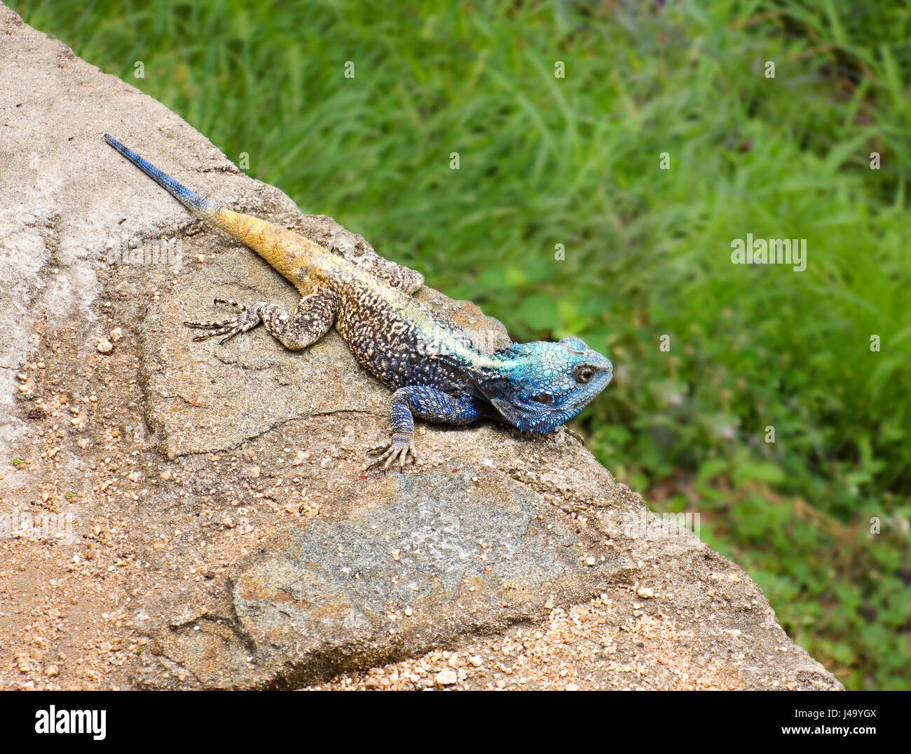 Blue headed tree agama hi-res stock photography and images - Alamy